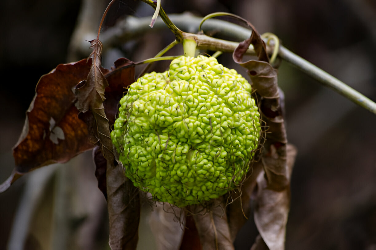 Hedge Apples and Cancer: Unlocking Nature’s Secret